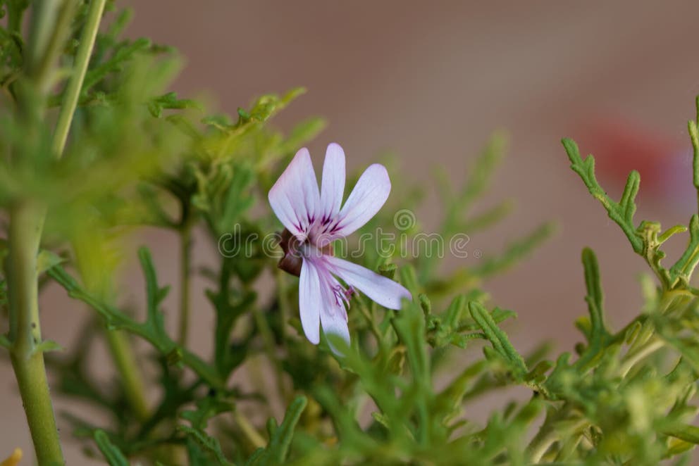 Rasp Leaf Pelargonium, Pelargonium Radens Stock Image - Image of botany ...