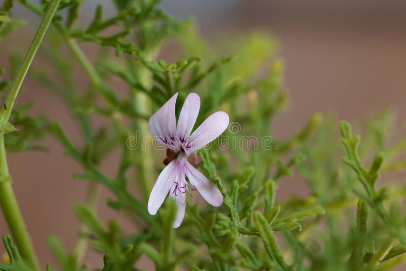 Rasp Leaf Pelargonium, Pelargonium Radens Stock Photo - Image of ...
