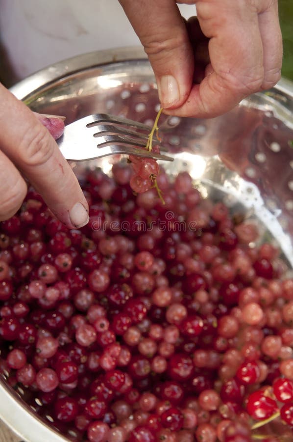 Rasp pink currant stock photo. Image of healthy, organic - 50992864