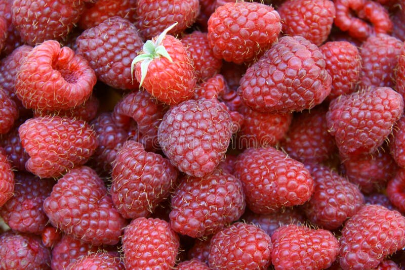 Raspberries stock photo. Image of macro, sweet, ripe - 30460038
