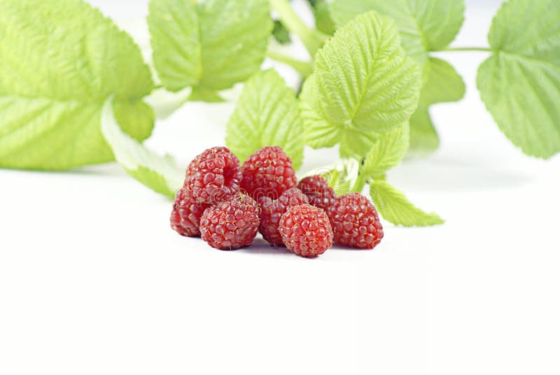 Raspberries stock image. Image of life, nutrition, white - 10522109