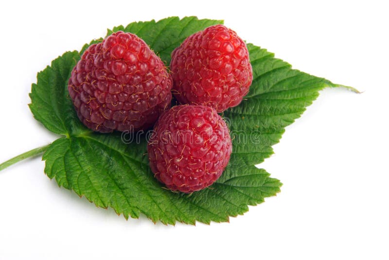 Raspberry stock photo. Image of fresh, outdoor, berries - 268678