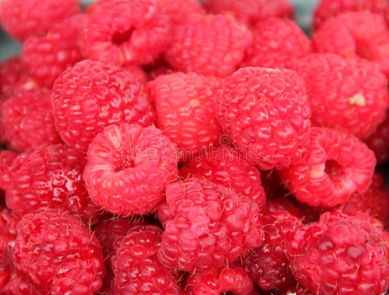 Raspberries stock photo. Image of large, nature, healthy - 15284174