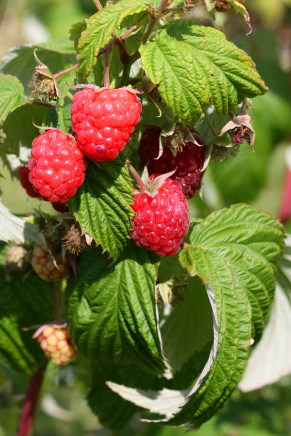 Raspberries stock image. Image of farming, idaeus, purple - 15477667
