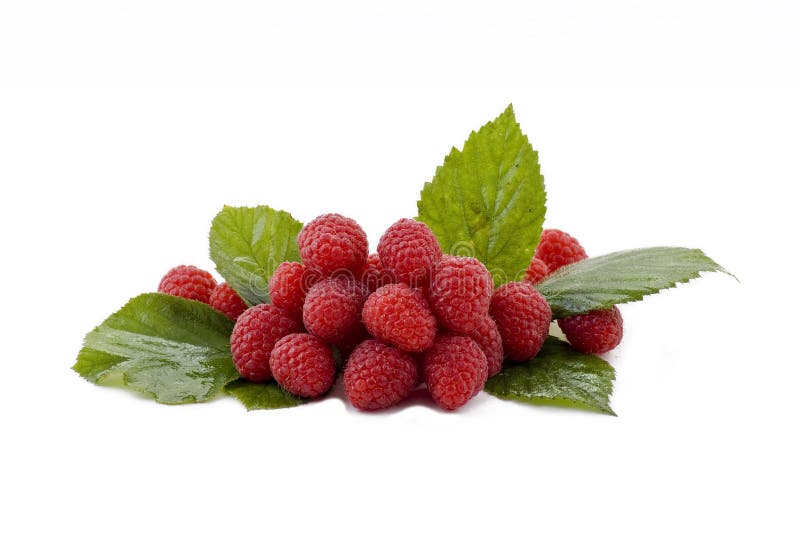 Raspberry stock photo. Image of fresh, outdoor, berries - 268678