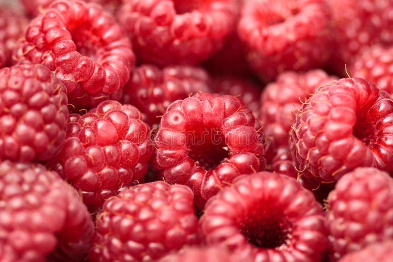 Raspberries stock photo. Image of fruity, juicy, fruits - 16672420