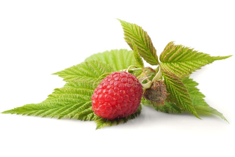 Raspberries stock photo. Image of freshness, group, agriculture - 19804202