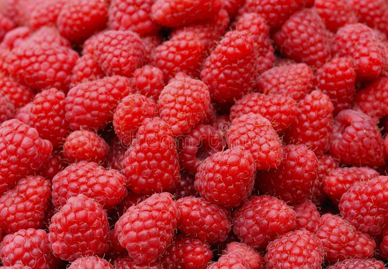 Raspberries stock image. Image of closeup, berries, fruit - 12162339
