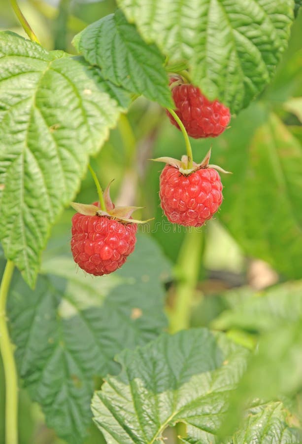 Strawberry Plant Fruit Green Stock Image - Image of healthy, food: 26681289