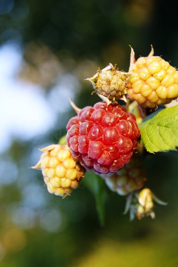 Raspberries stock image. Image of ruby, fruiting, golden - 21762883