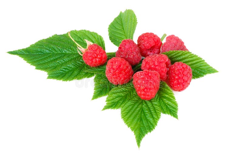 Raspberry stock photo. Image of fresh, outdoor, berries - 268678