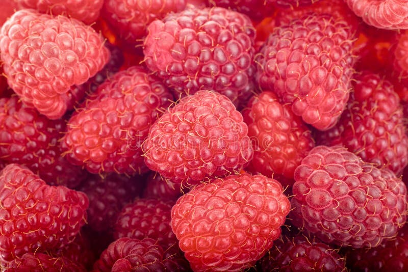 Raspberry stock image. Image of raspberries, berry, food - 80398163