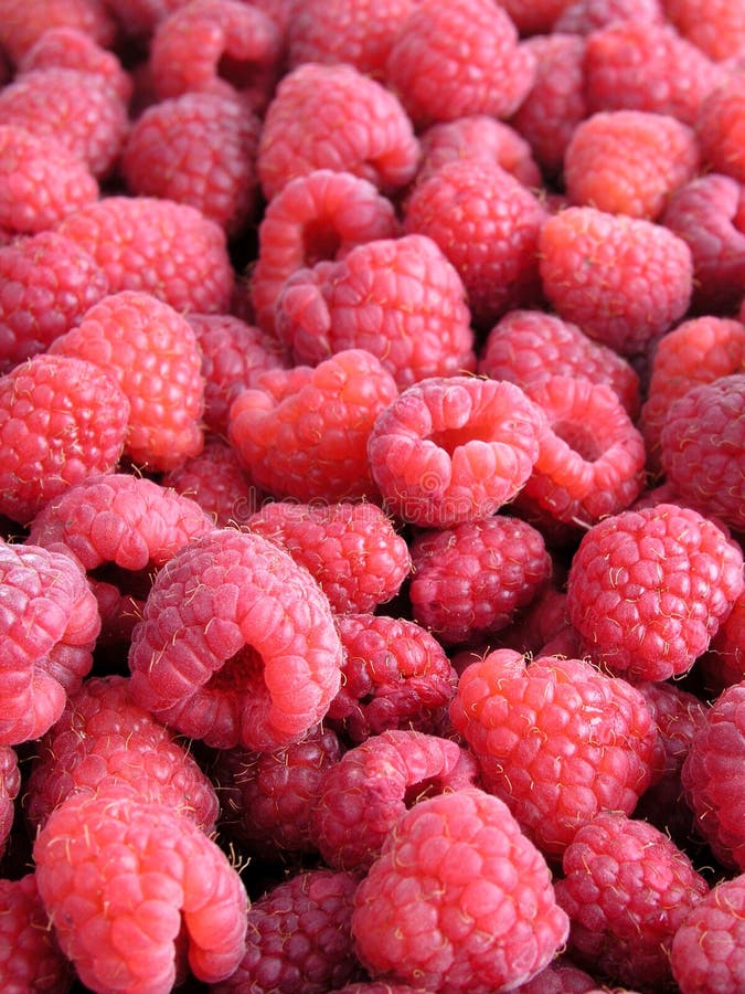 Raspberries stock image. Image of healthy, raspberries - 241681
