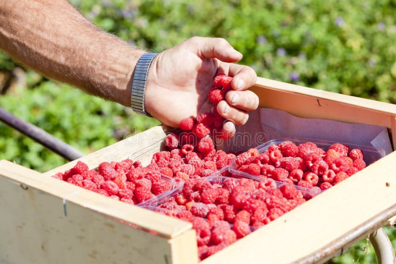 Raspberries stock photo. Image of summer, harvesting - 24810030