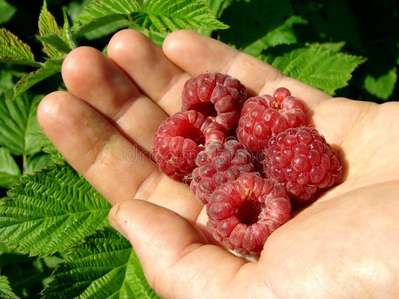 Raspberries stock photo. Image of fingers, raspberries - 25888148