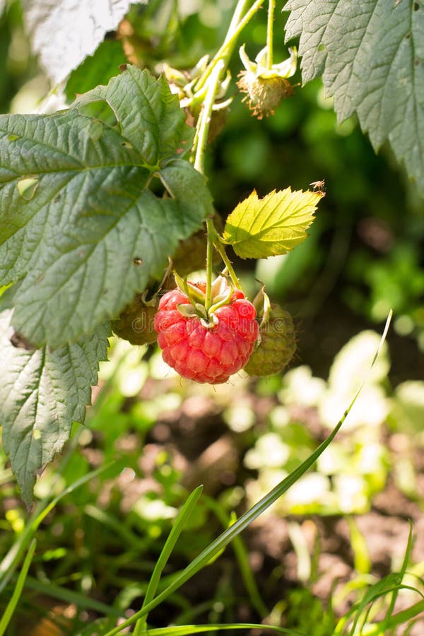 Raspberries stock photo. Image of healthy, berry, raspberry - 25948926