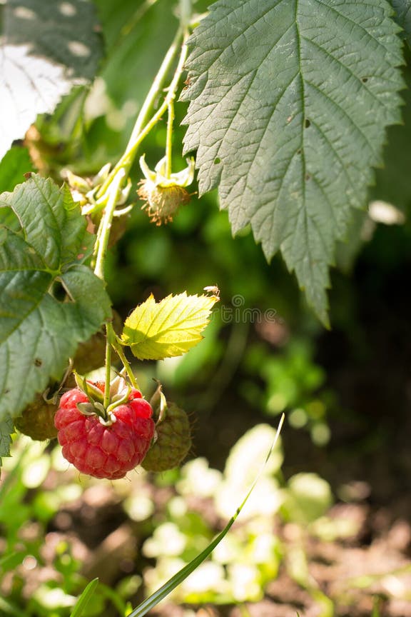 Raspberries stock photo. Image of raspberry, ground, food - 25948932