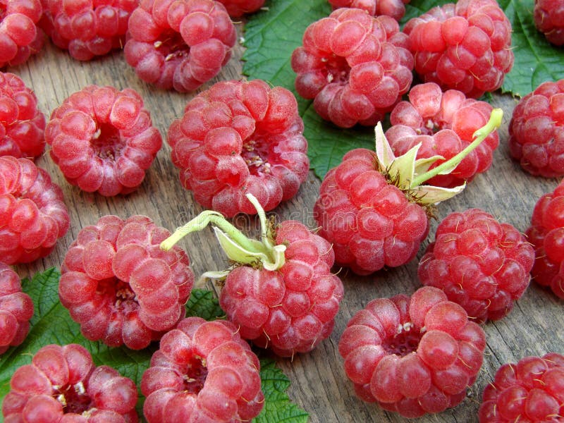 Raspberries stock image. Image of fruit, delicious, nutrition - 27008511