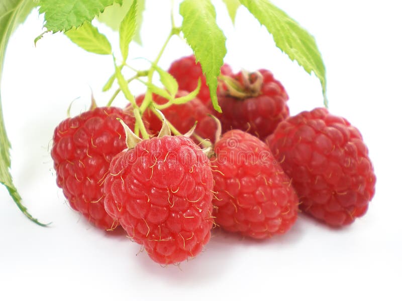 Raspberry fruit stock photo. Image of leaves, fresh, nature - 30391686