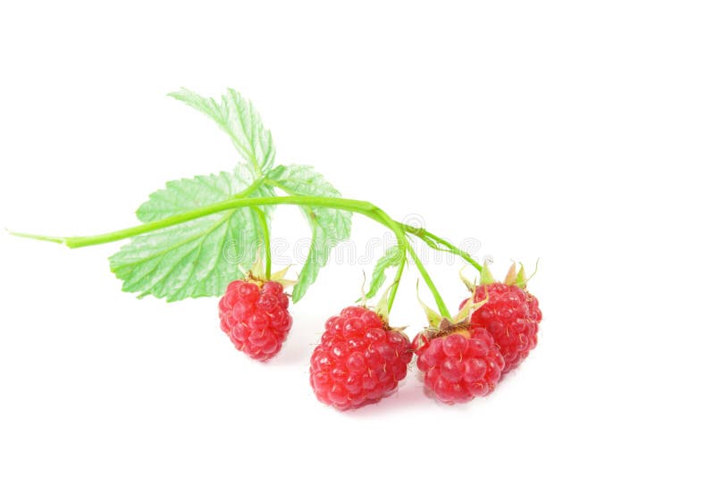 Raspberry stock photo. Image of fresh, outdoor, berries - 268678