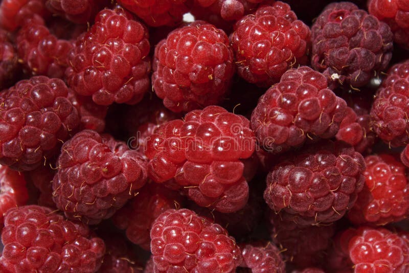 Raspberries stock photo. Image of vitamins, food, close - 9990108