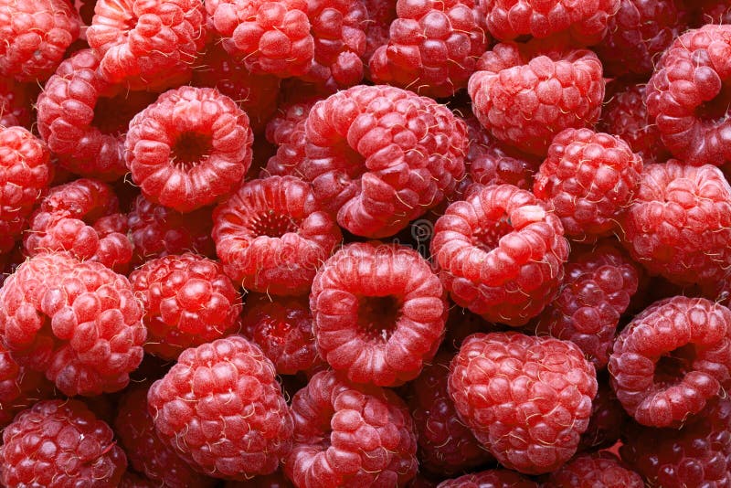Raspberries stock image. Image of closeup, berries, fruit - 12162339