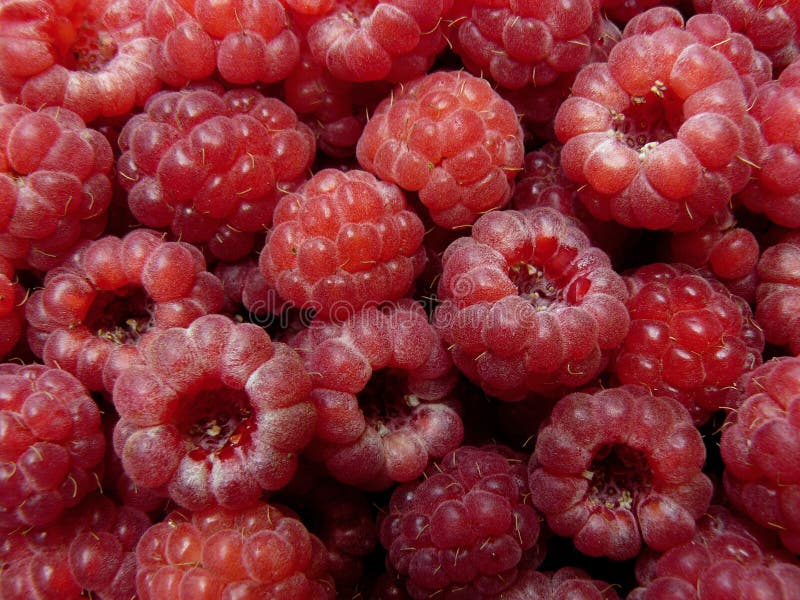 Raspberries background stock photo. Image of healthy - 45327526