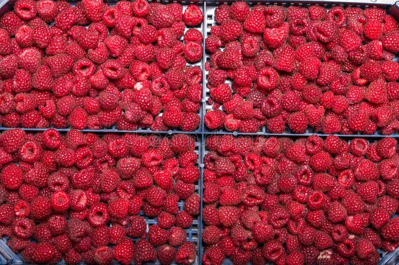 Raspberries stock image. Image of garden, fresh, abundant - 123799091