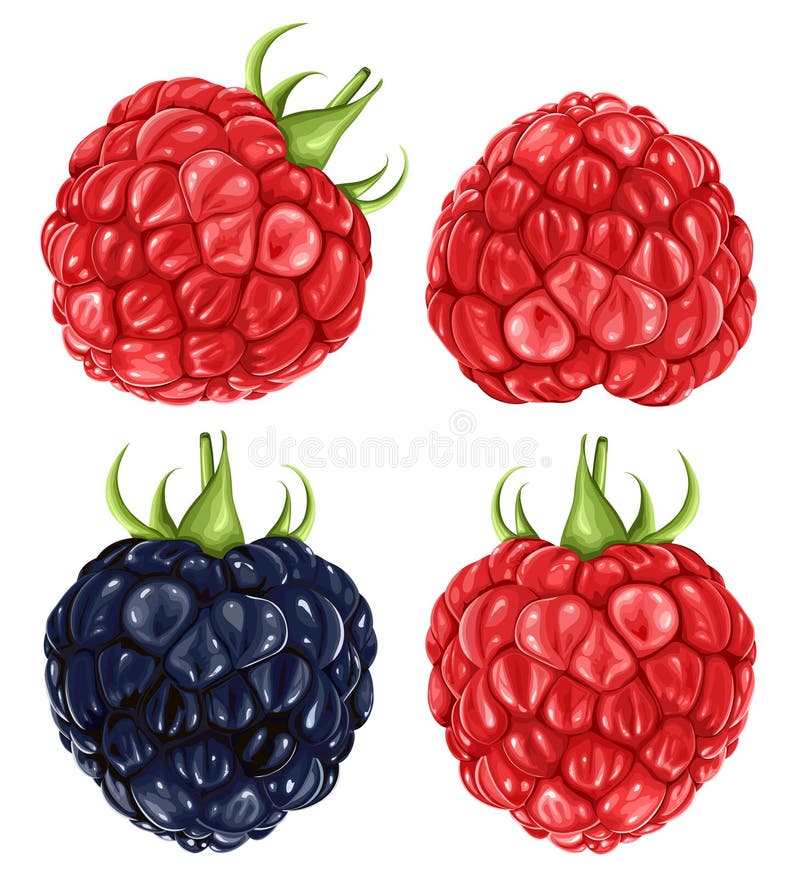 Forest Fruits and Berries. Raspberry, Strawberry, Blackberry and ...