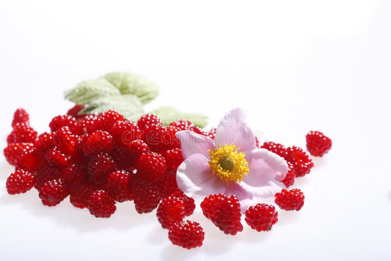Raspberries and blossoms stock photo. Image of phoenicolasius - 5874462