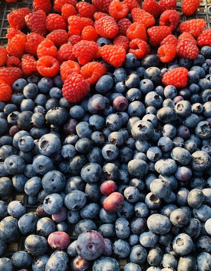Raspberries and Blueberries Stock Image - Image of farm, foodie: 226868319