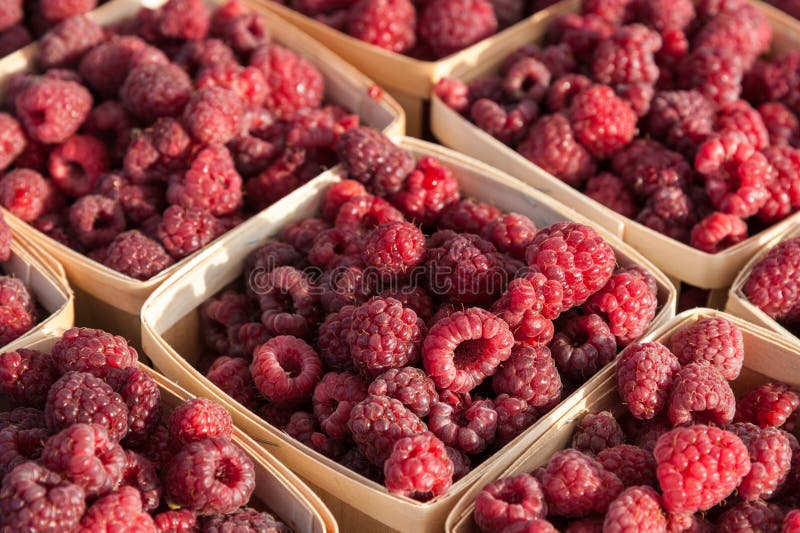 Raspberries stock image. Image of food, fruit, raspberries - 37470899