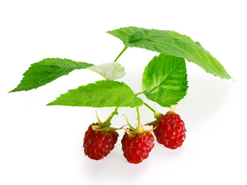 Red berries raspberries stock photo. Image of raspberry - 140907476