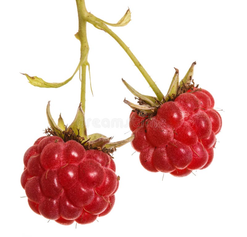Raspberries on a Branch. Isolated on White Stock Photo - Image of ...