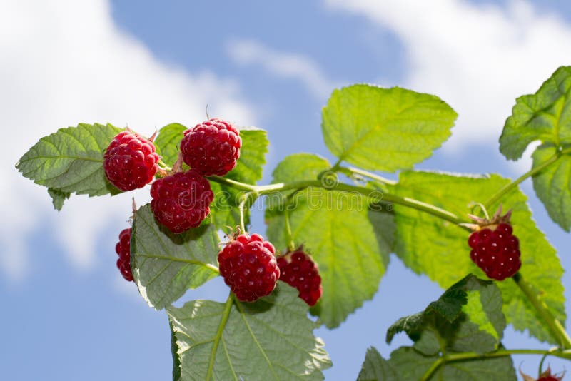 Ripe Raspberries on the Bush Stock Photo - Image of eating, bush: 44498114