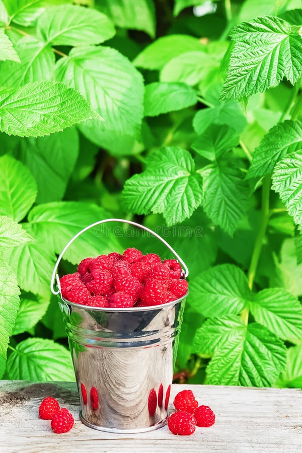 Raspberries in a Bucket in the Open Air. Raspberry Harvest Stock Image ...