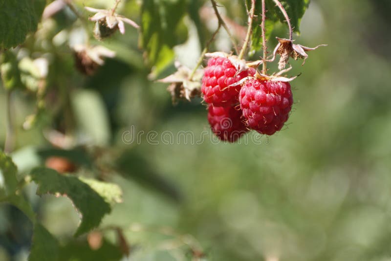 Raspberries on the bush stock image. Image of healthy - 50975819