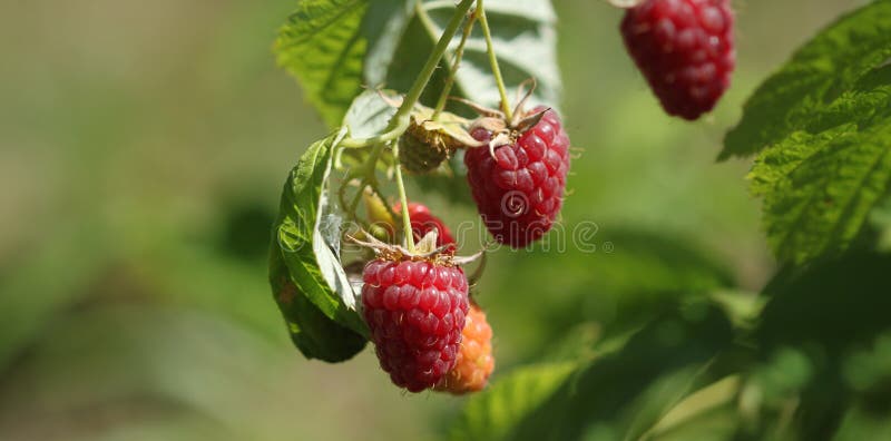Raspberries Bush in Garden, Summer Stock Photo - Image of malina ...
