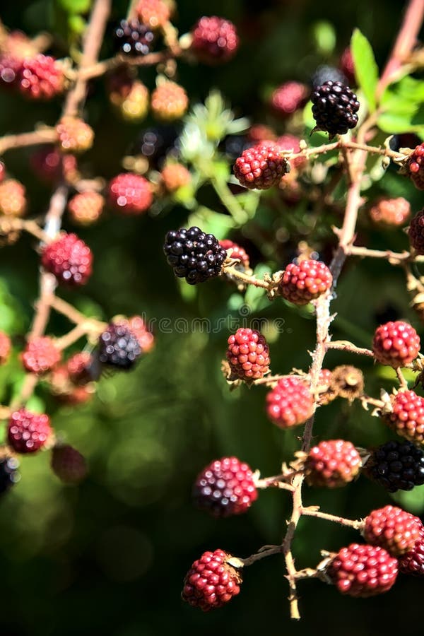 Raspberries in a Bush on a Sunny Day Stock Photo - Image of branch ...