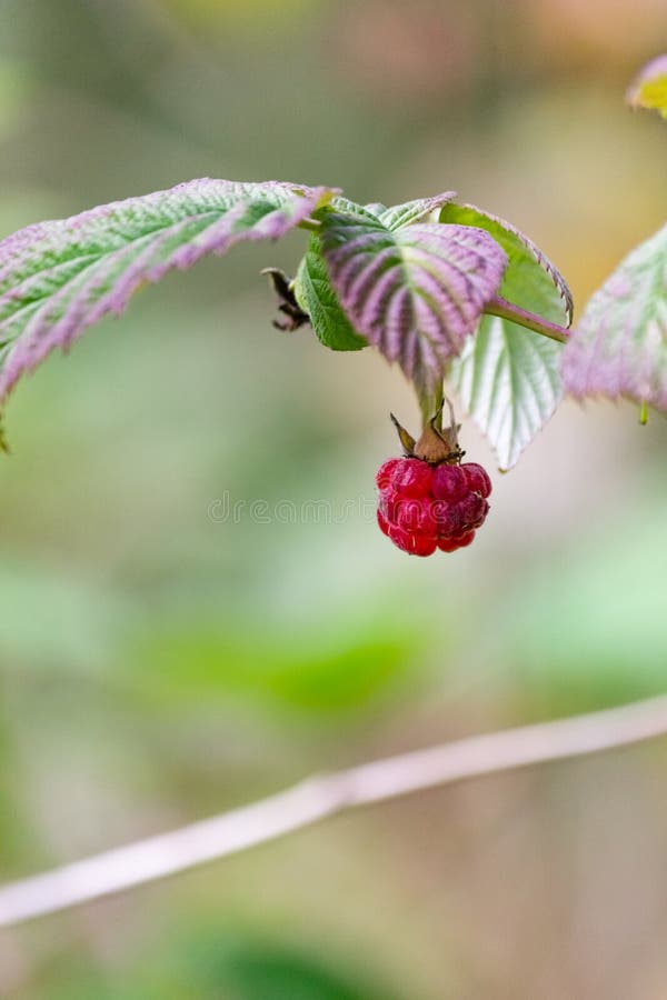 Raspberries on the Bush. Wild Berry Stock Image - Image of growing ...