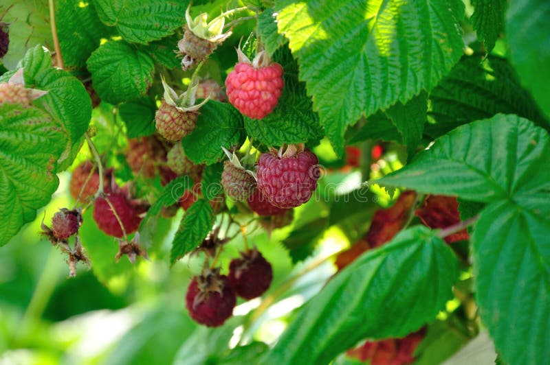 Raspberries on a cane stock photo. Image of green, shrub - 32603818