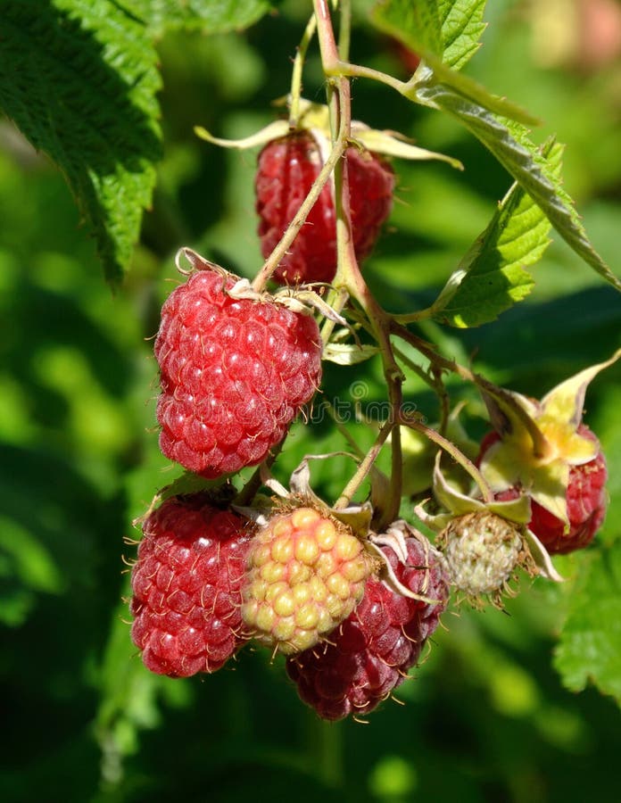 Raspberries on a Cane in Sunlight Stock Photo - Image of vibrant ...