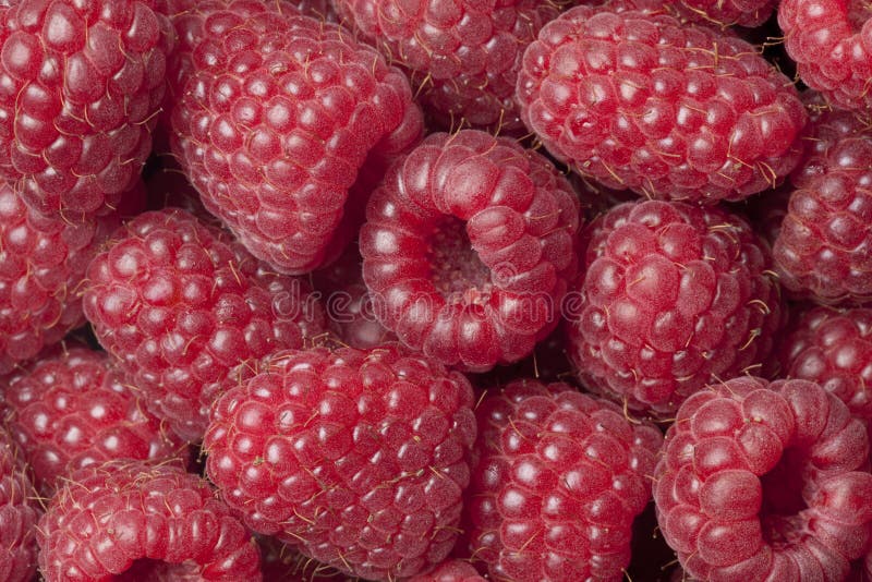 Raspberries close up stock photo. Image of rasberries - 13483598