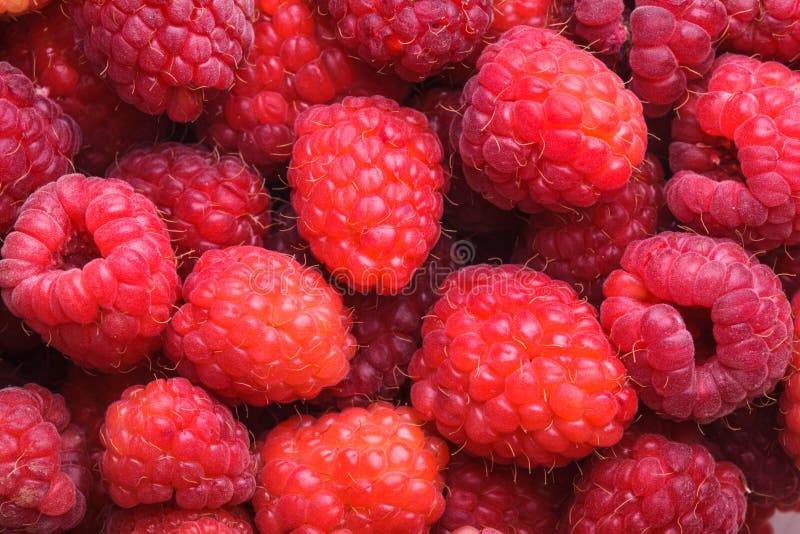 Raspberries stock photo. Image of freshness, group, agriculture - 19804202