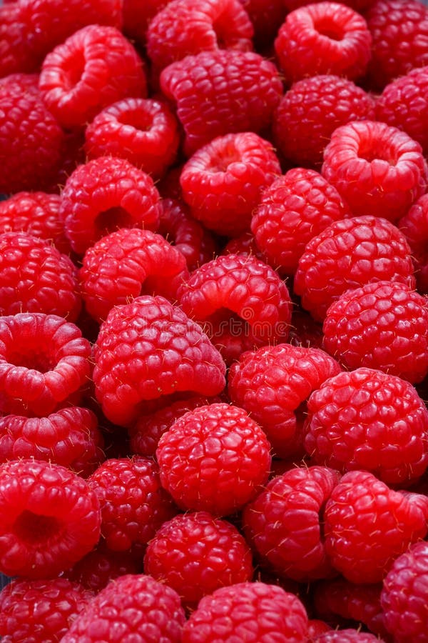 Raspberries stock image. Image of pile, food, fresh, berry - 30460115