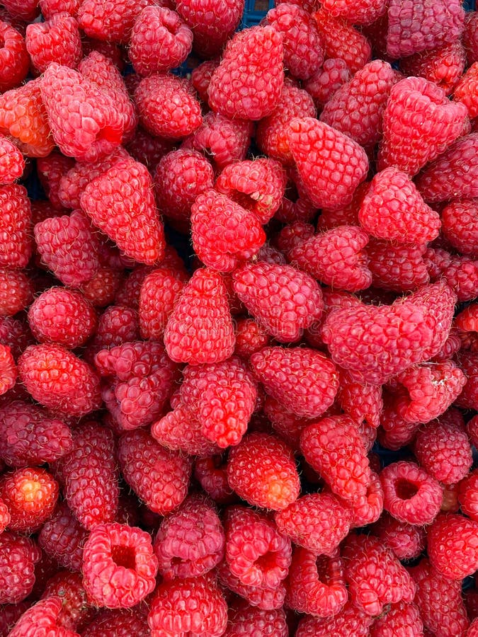 Raspberries close up stock photo. Image of european - 193336470