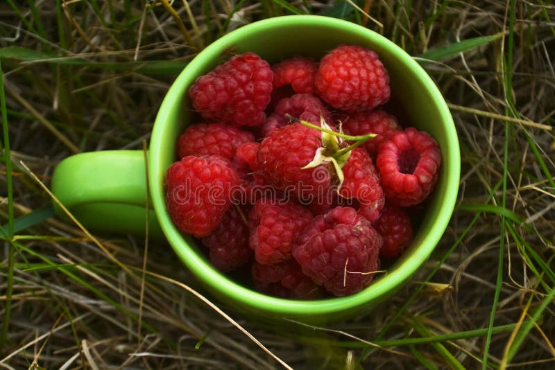 Raspberries in the cup stock image. Image of grass, berries - 53764895