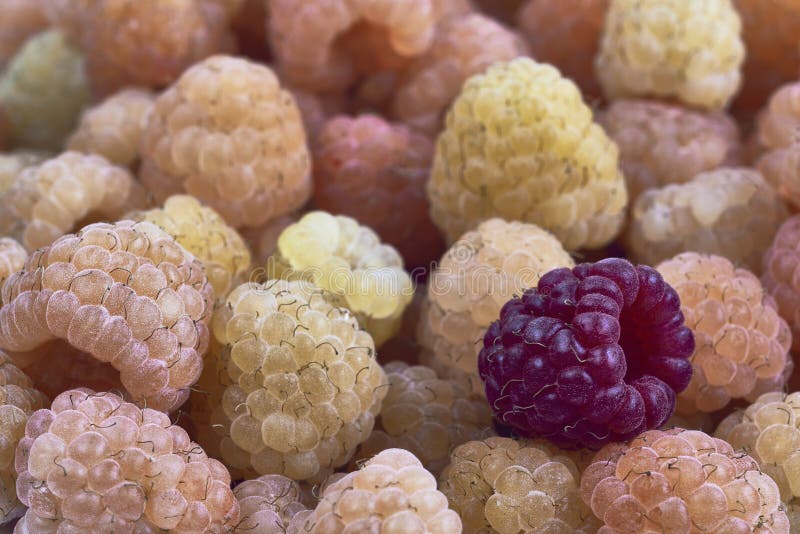 Raspberries stock photo. Image of freshness, health, color - 75341386