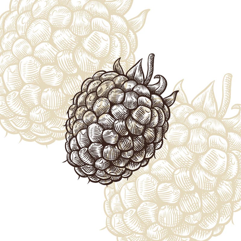 Raspberries Draw Engraving Vector Illustration Stock Vector ...