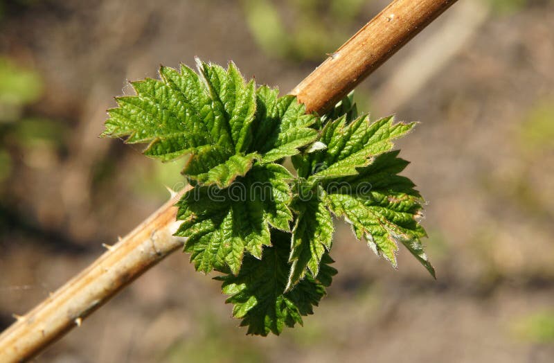 Raspberries in Early Spring Stock Image - Image of sprout, macro: 93424575